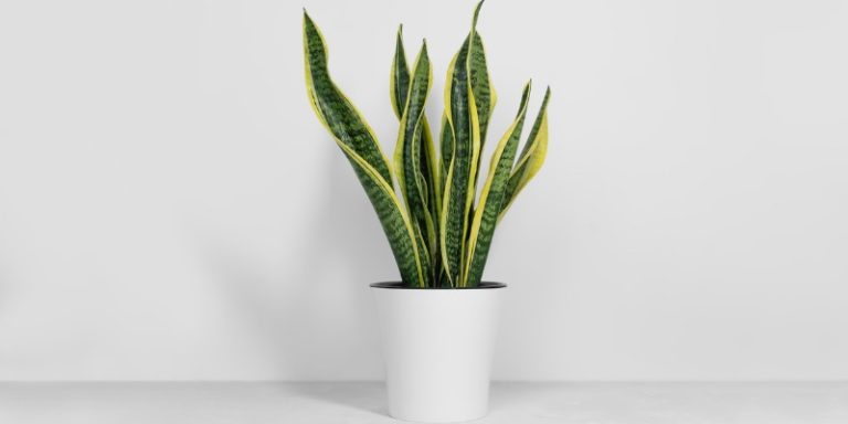7 Unkillable House Plants | Appleyard London
