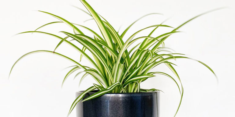 7 Unkillable House Plants | Appleyard London