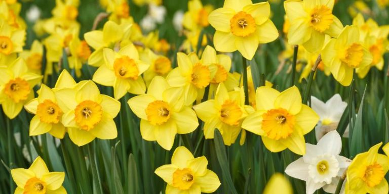 8 Facts You Need to Know About Daffodils - Appleyard London
