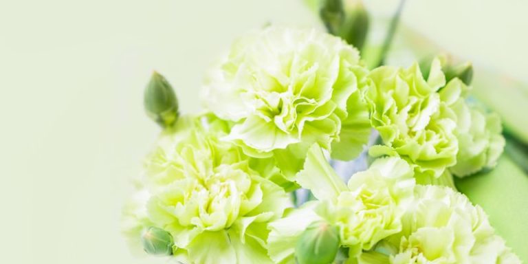 The Secret LGBTQ+ History Behind Flowers | Appleyard London