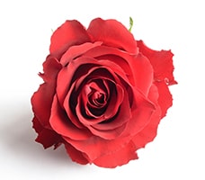 Appleyard London | Valentine's Day Rose Guide