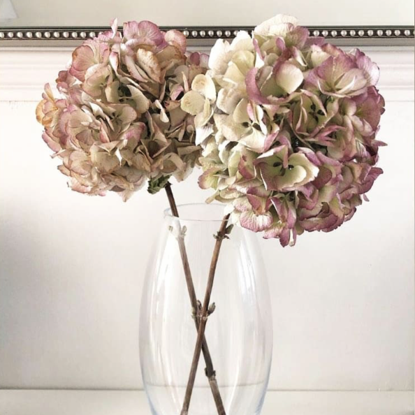 Pink Hydrangea Subscription