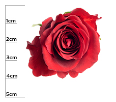 Appleyard London | Valentine's Day Rose Guide