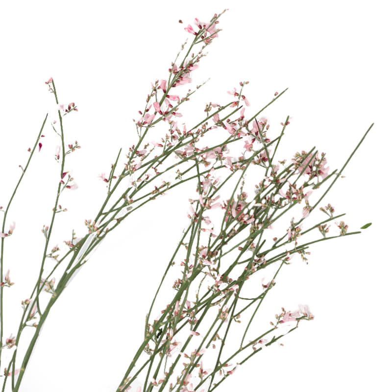 February Subscription - Spring Serenade