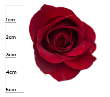 Appleyard London | Valentine's Day Rose Guide