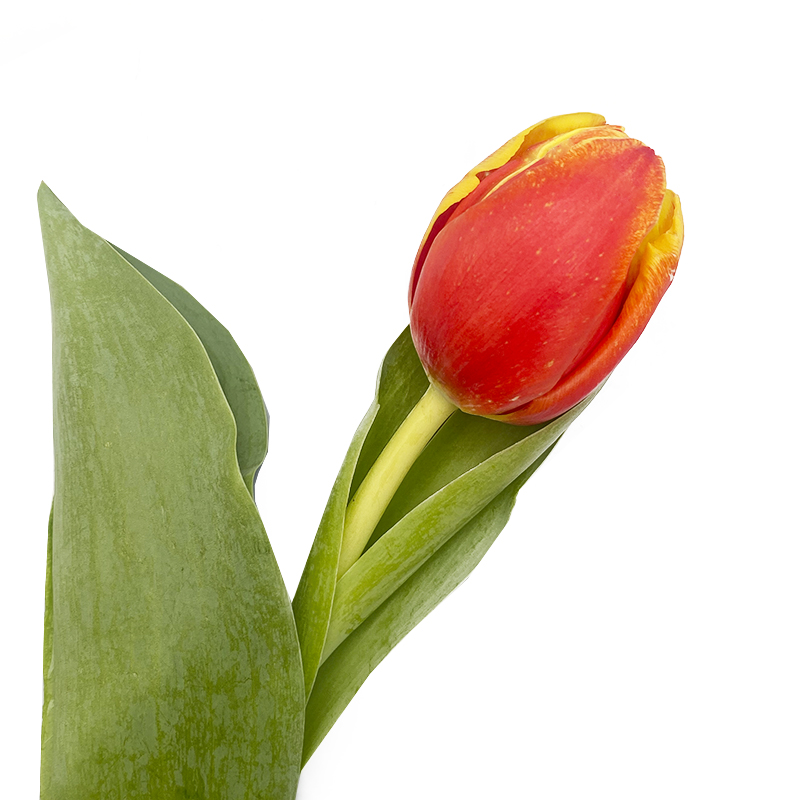 March Subscription - Tulip Sorbet