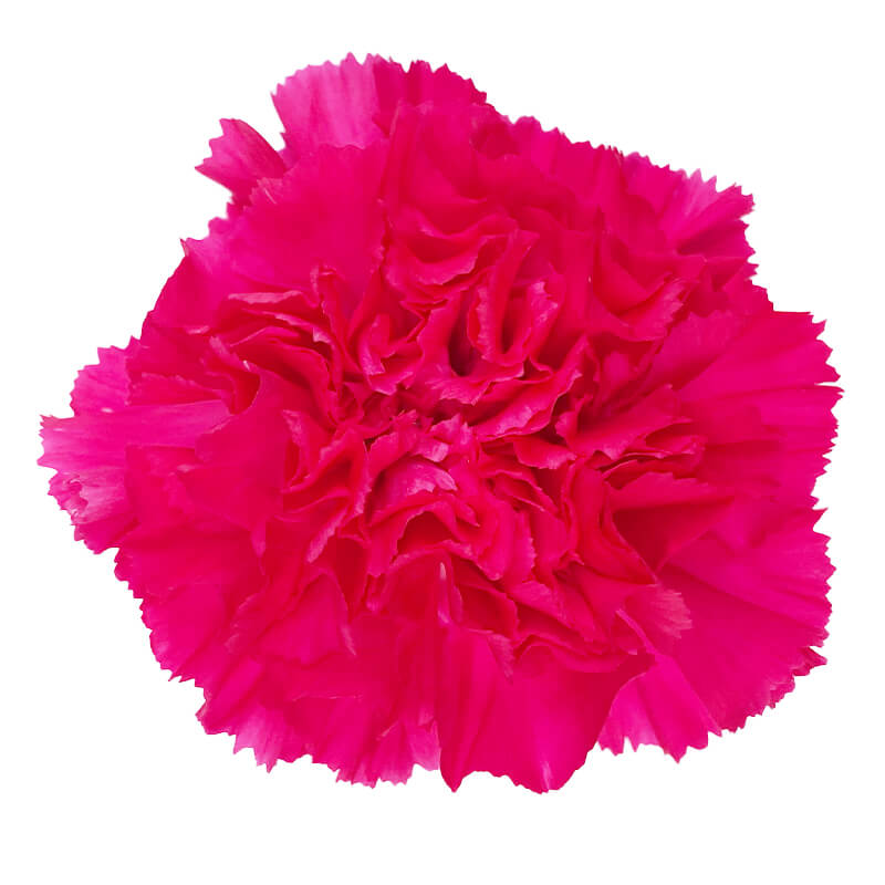 November Subscription - Aurora