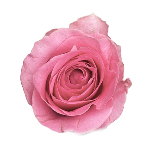 Sweet Blush - May Subscription