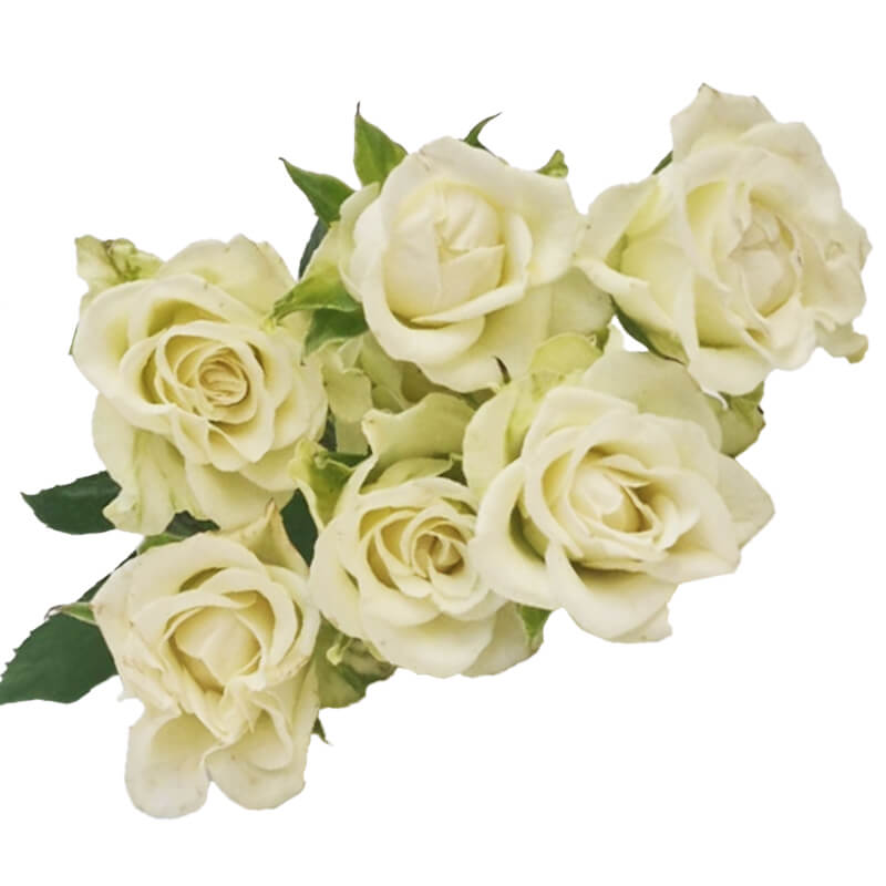 December Subscription - Winter Sparkle