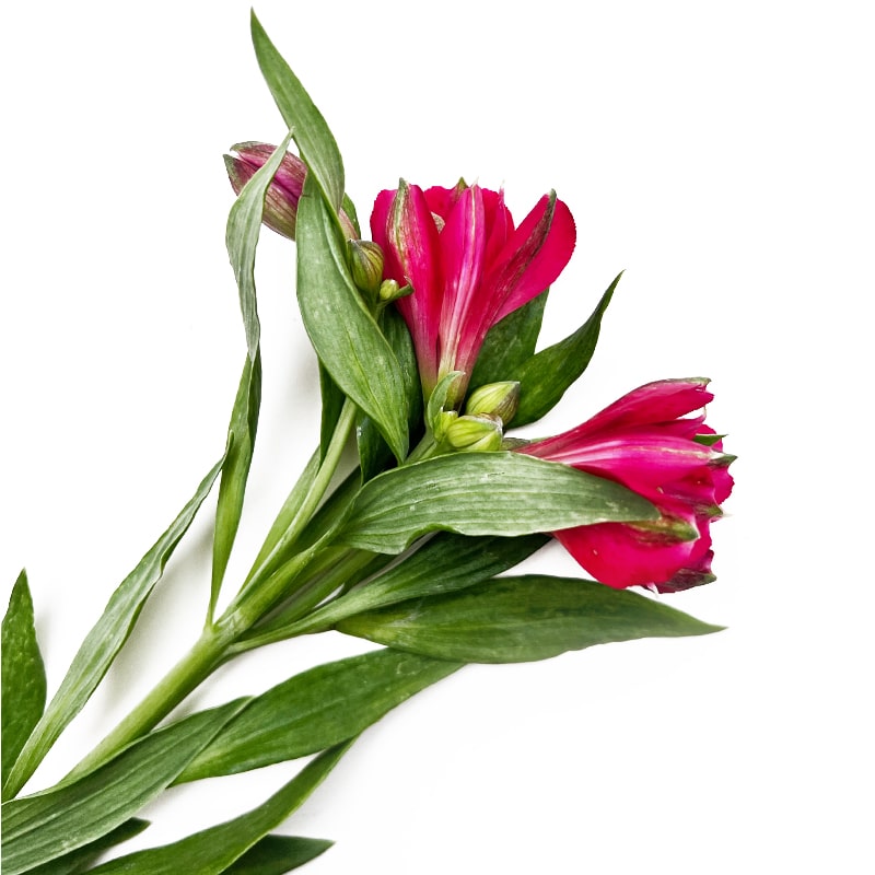 October Subscription - Autumn Embers