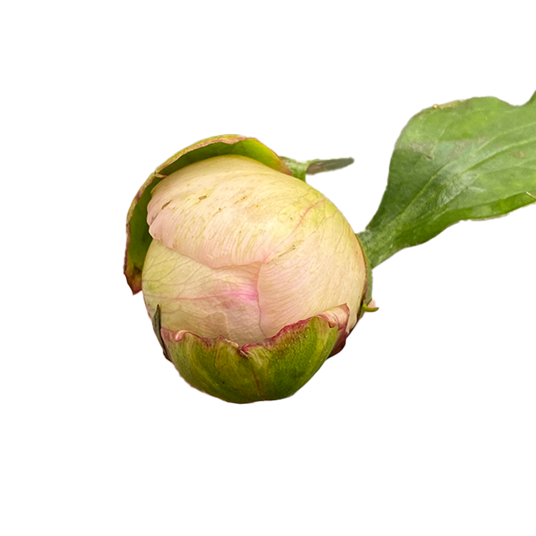 The Appleyard Peony Guide