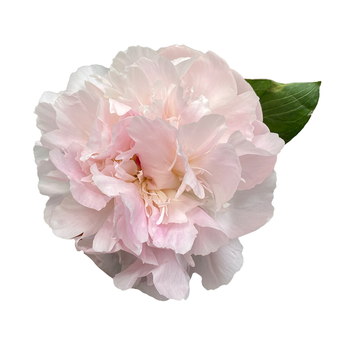 The Appleyard Peony Guide