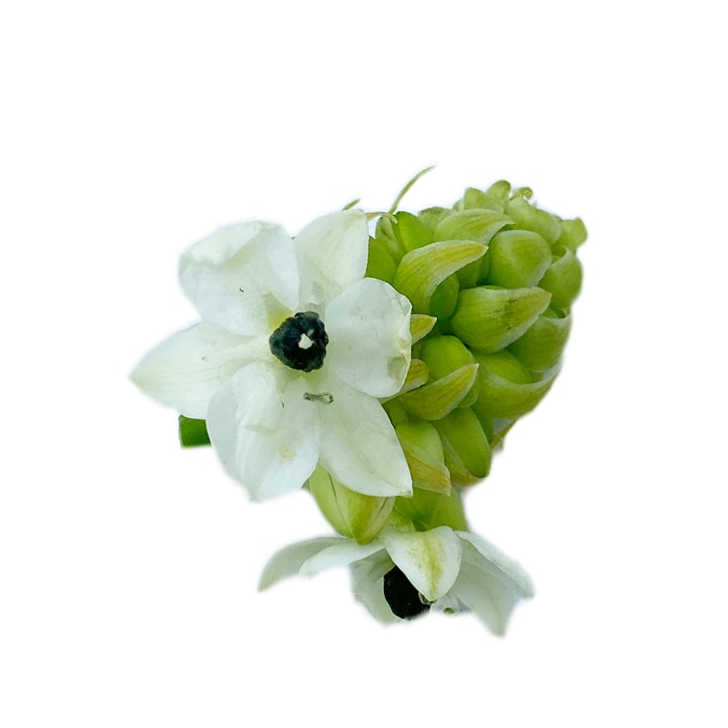 June Subscription - Summer Blush