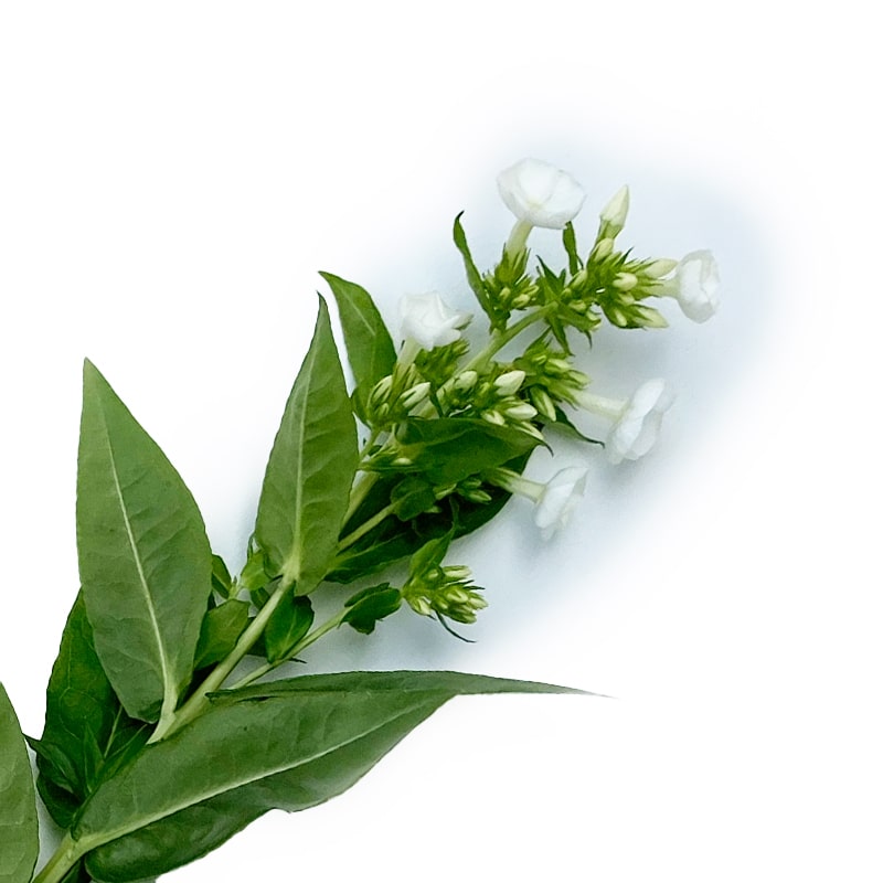 June Subscription - Summer Blush