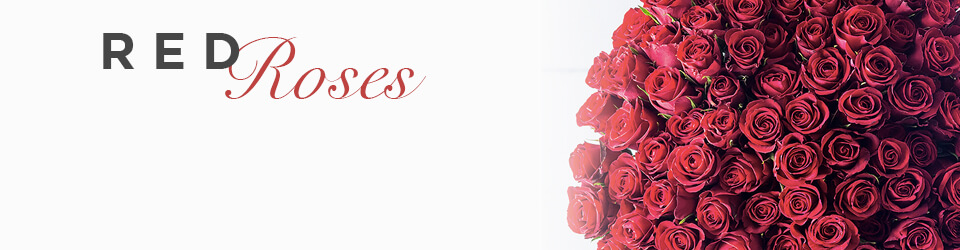 Red Roses | 50 and 100 Red Rose Bouquets | Appleyard Flowers
