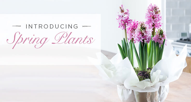 Appleyard Flowers | BUY ONLINE | Luxury Flowers Delivery