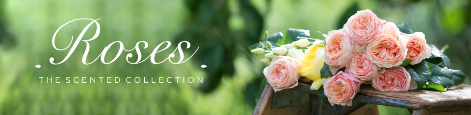 Scented Garden Roses | Roses Delivery | Appleyard